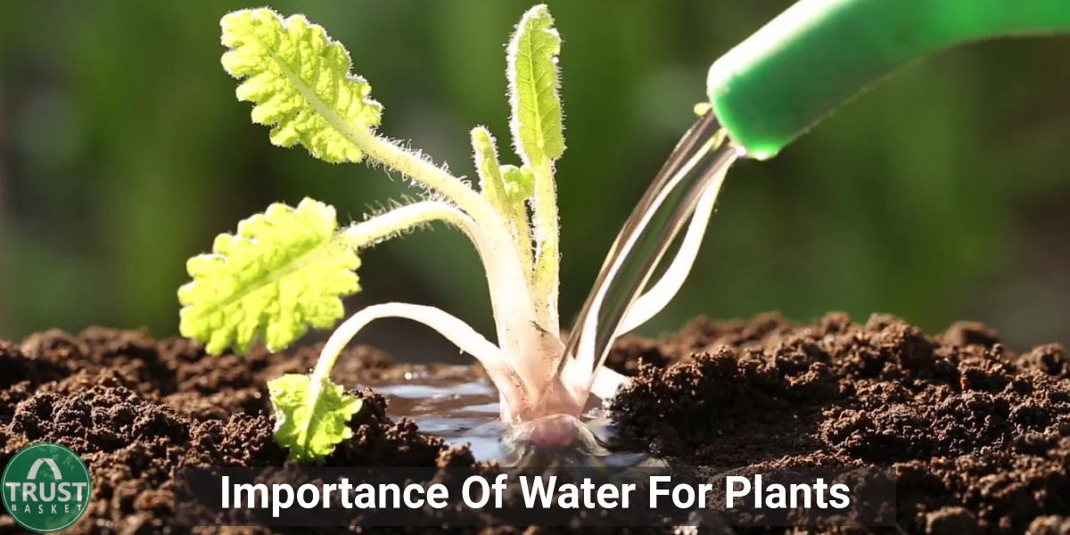 s-1.b Water Plants - 4th Class