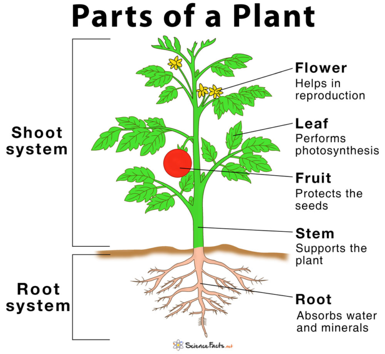 s-1.a Land Plants - 4th Class