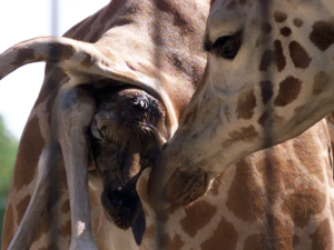 s-4.a Animals That Give Birth To Babies - 4th Class